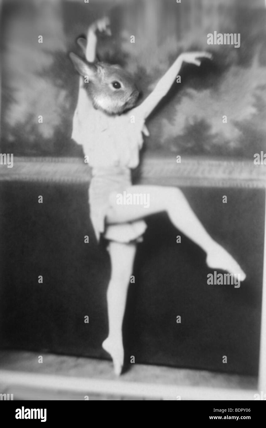 A ballet dancing rabbit Stock Photo - Alamy