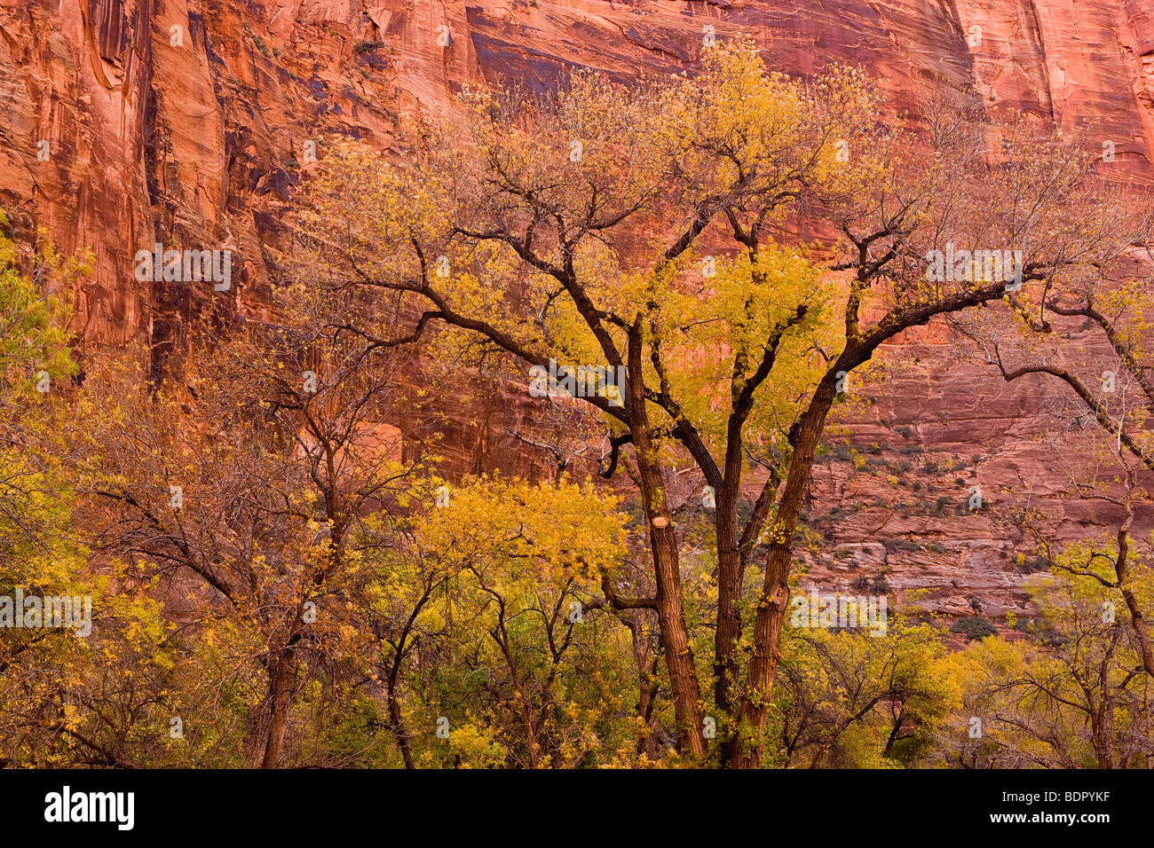 Black Willow Tree Leaf