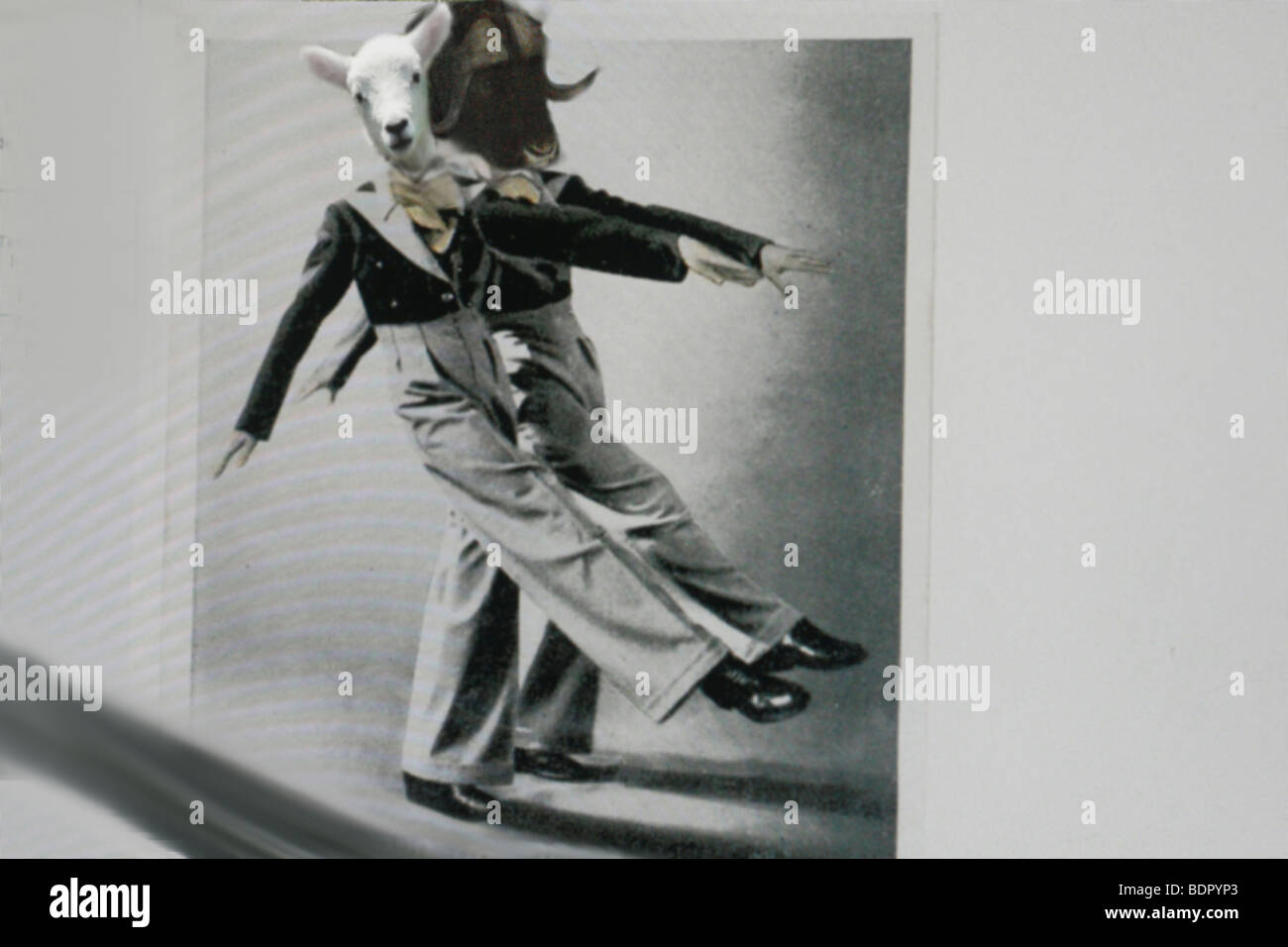 A dancing lamb Stock Photo - Alamy