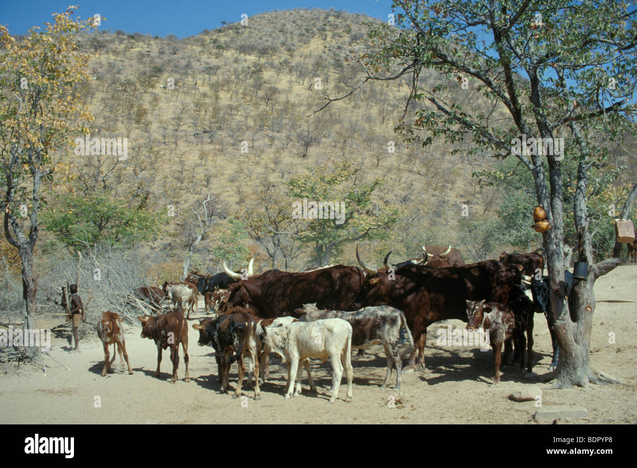 namibia, himba people Stock Photo - Alamy