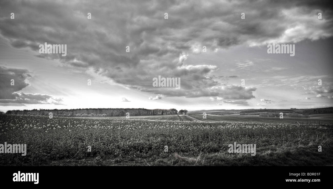 An open expanse of farmland with the distant horizon Stock Photo - Alamy