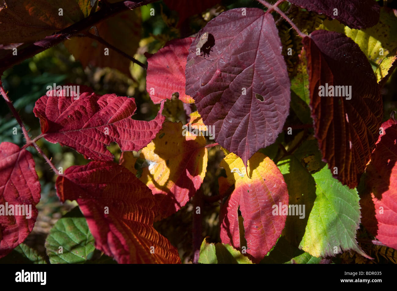 Bramble [Blackberry] (Rubus fruticosa agg.), autumn colour Stock Photo ...