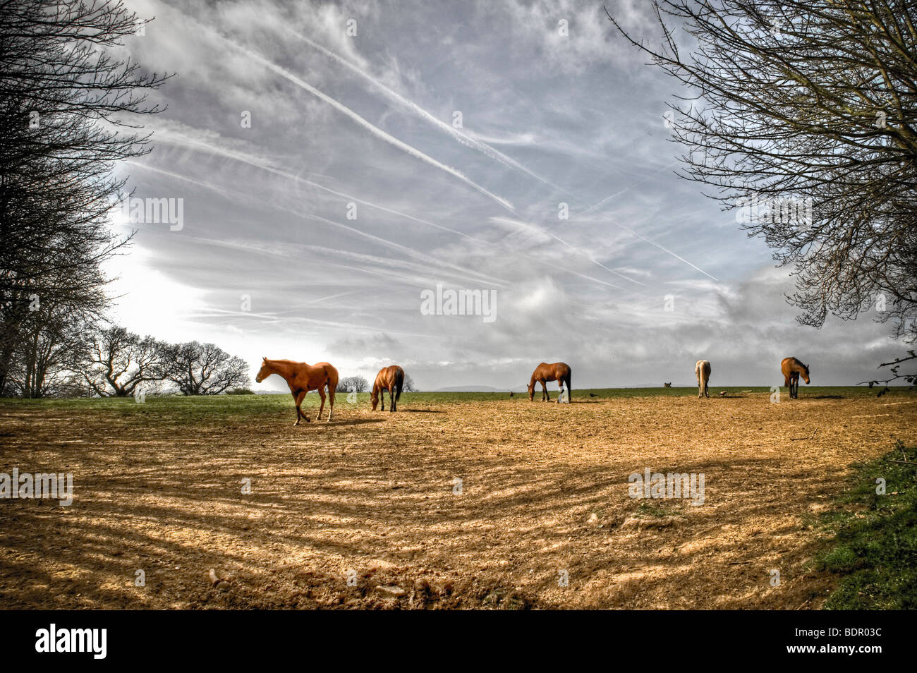 Horses stable uk hi-res stock photography and images - Alamy