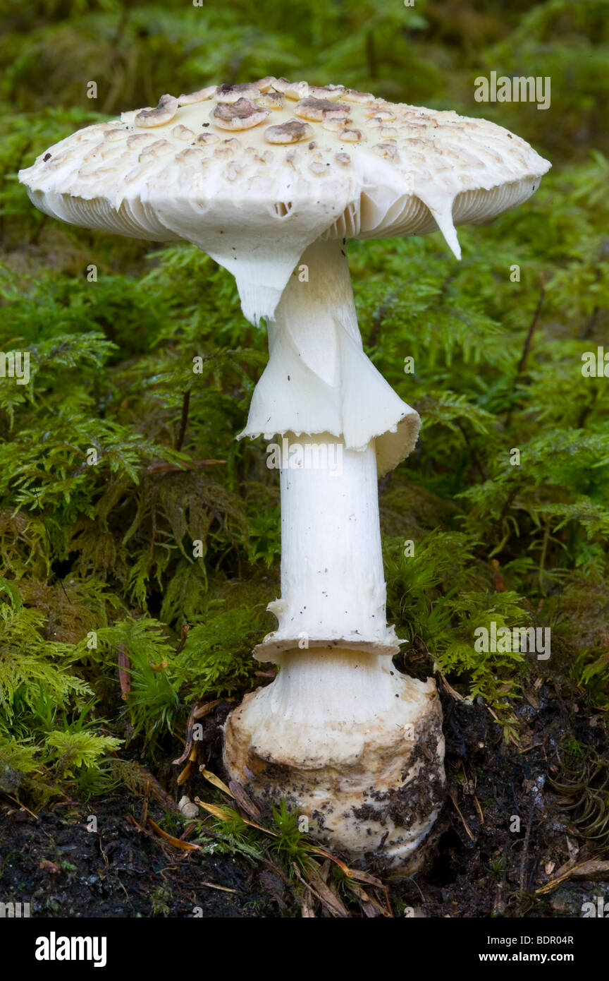 False Death Cap Fungus (Amanita citrina Stock Photo - Alamy