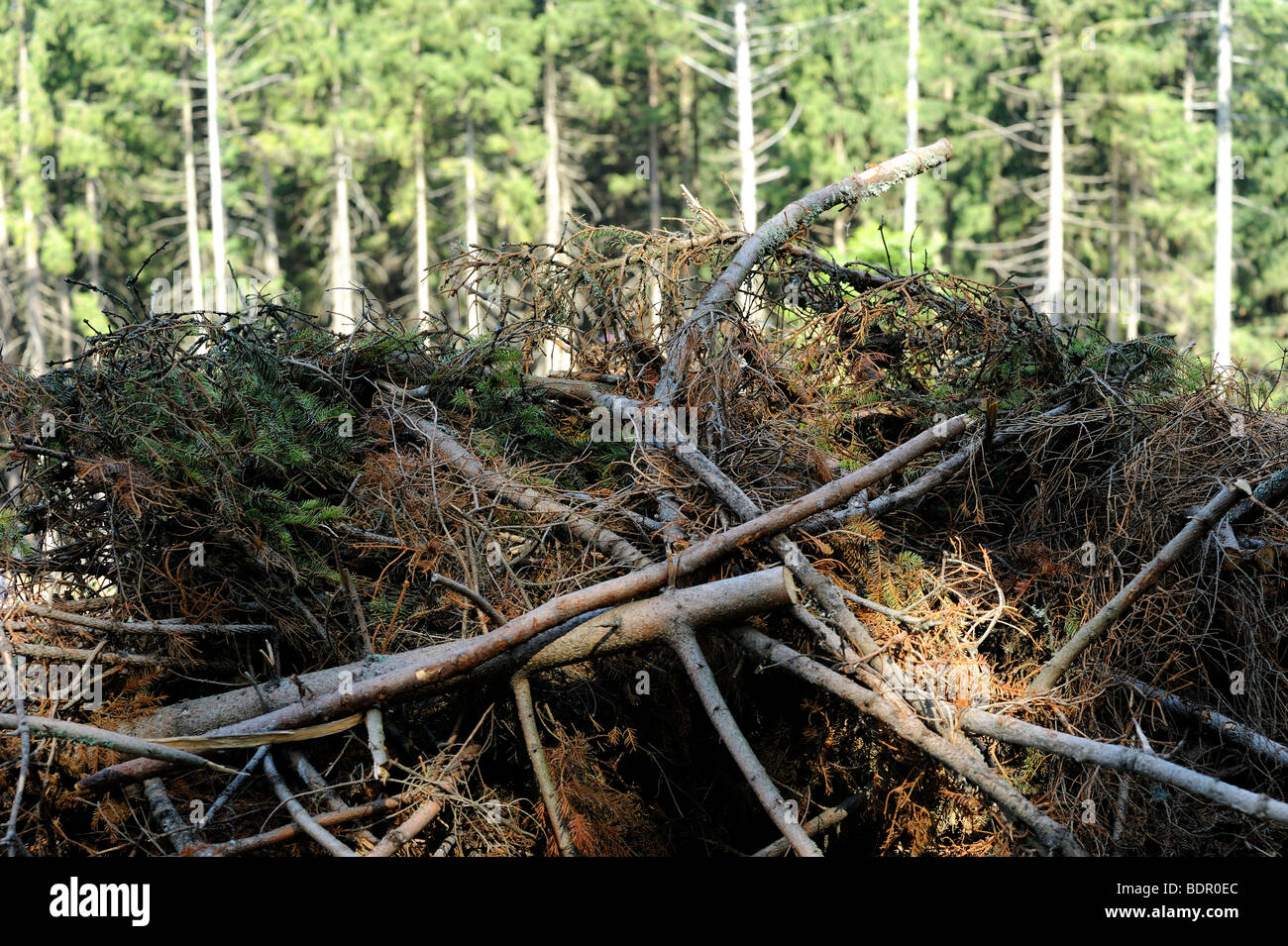 The Bohemian Forest mountain range, Sumava National Park, Böhmerwald ...
