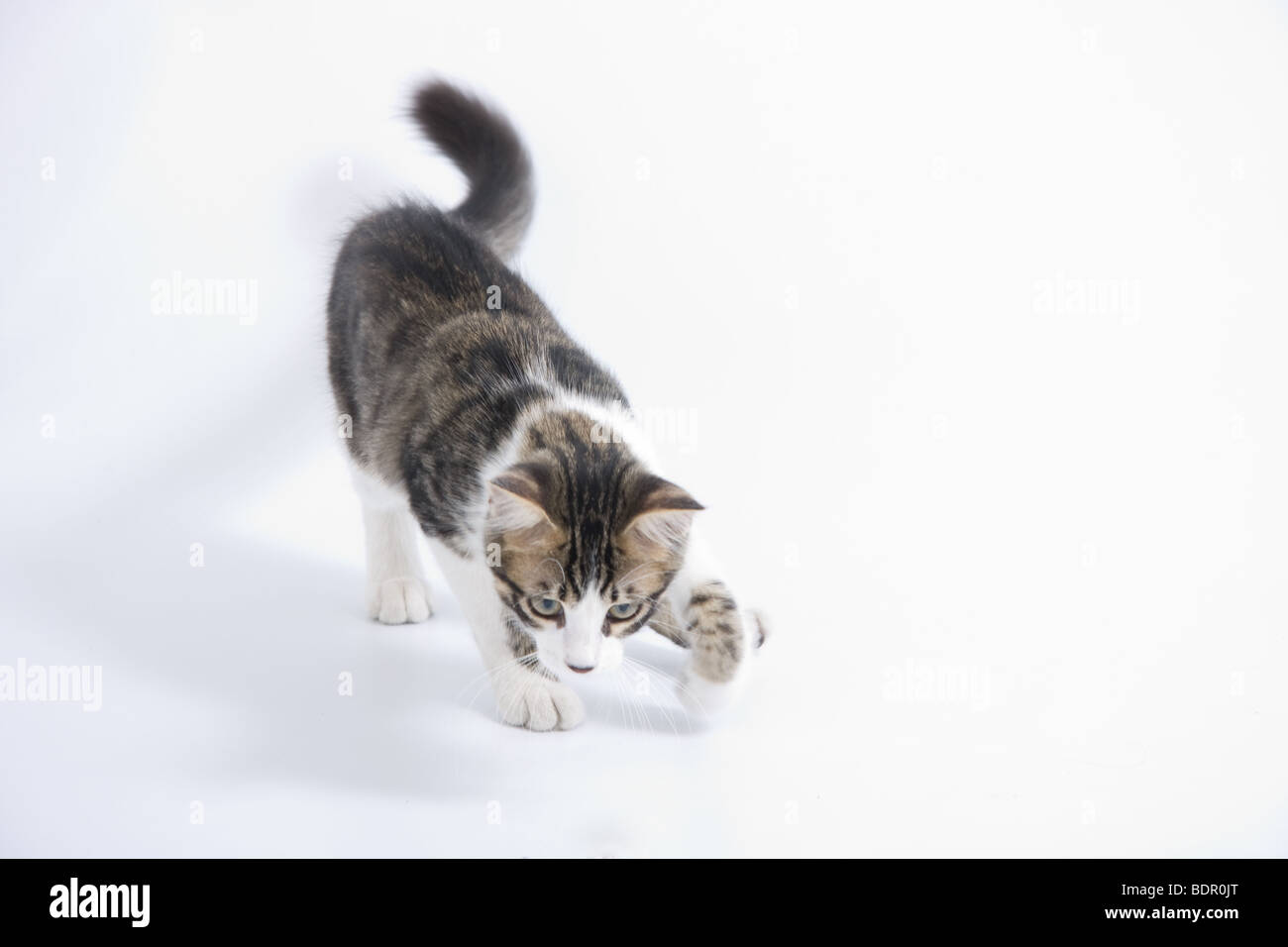 Kitten at play Stock Photo - Alamy