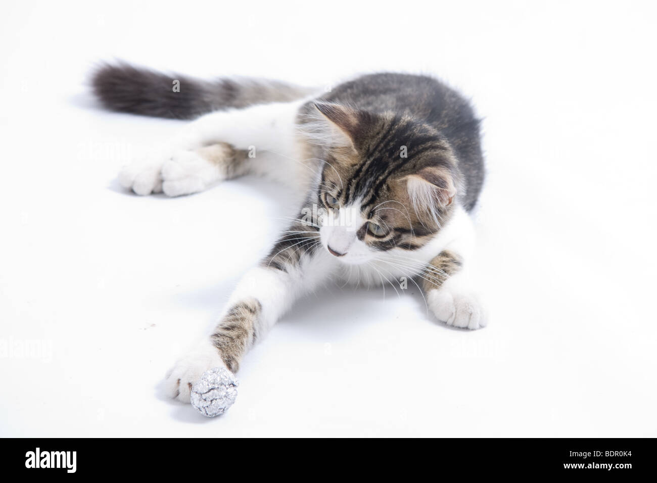 Kitten at play Stock Photo - Alamy