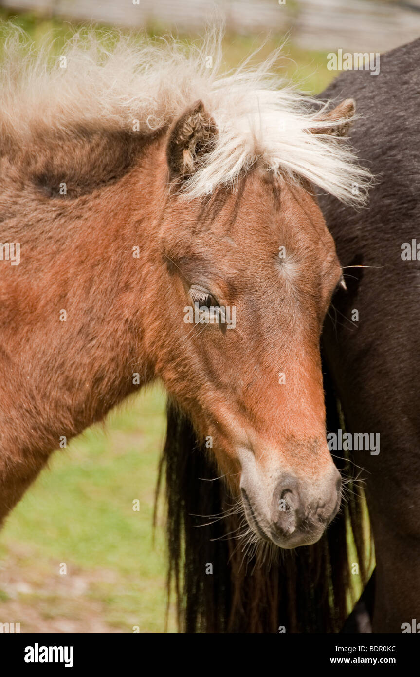 wild pony on the trails at Grayson Highlands State Park in Virginia ...