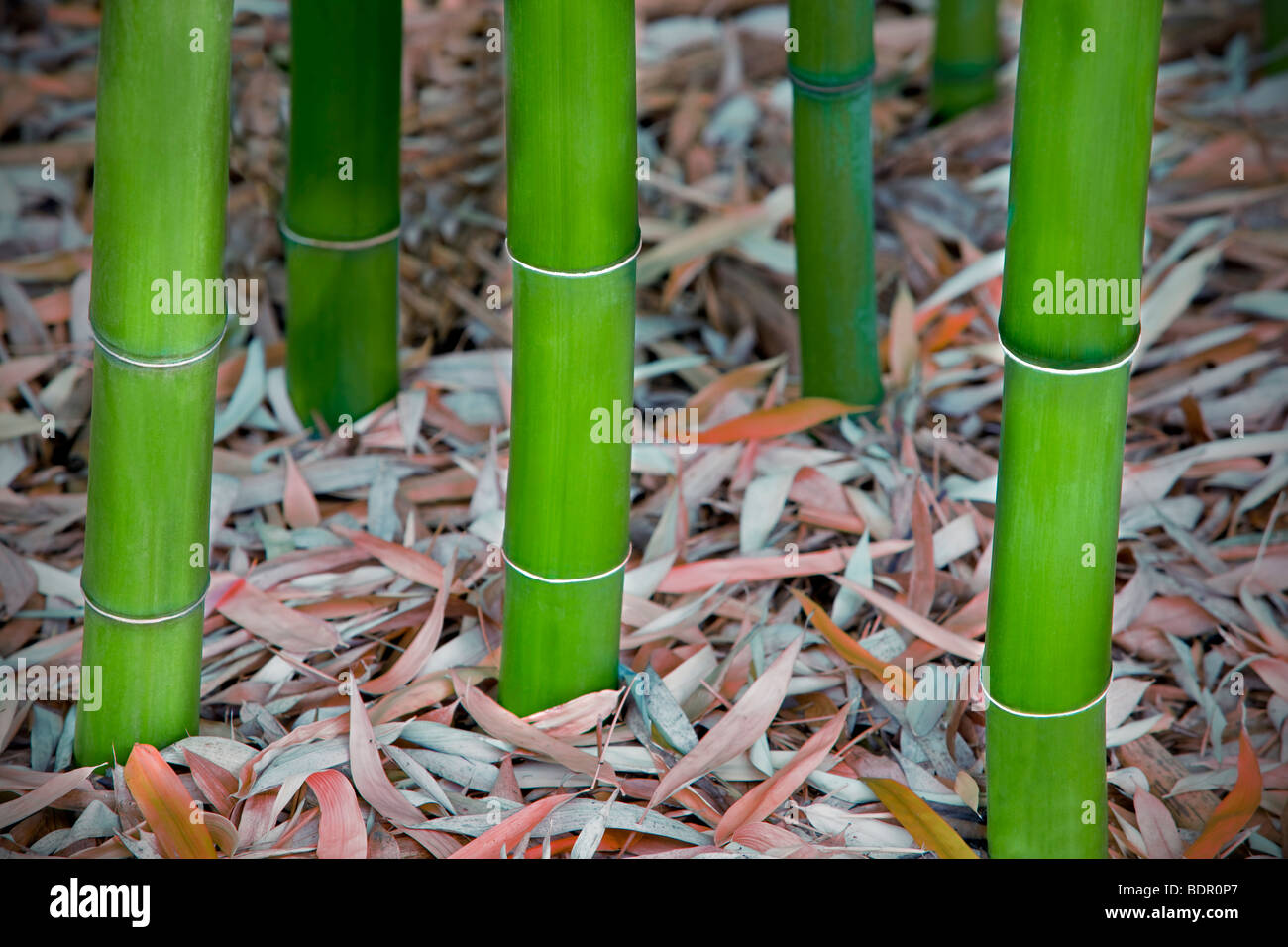 Bamboo close up. Hughes Water Gardens, Oregon Stock Photo - Alamy