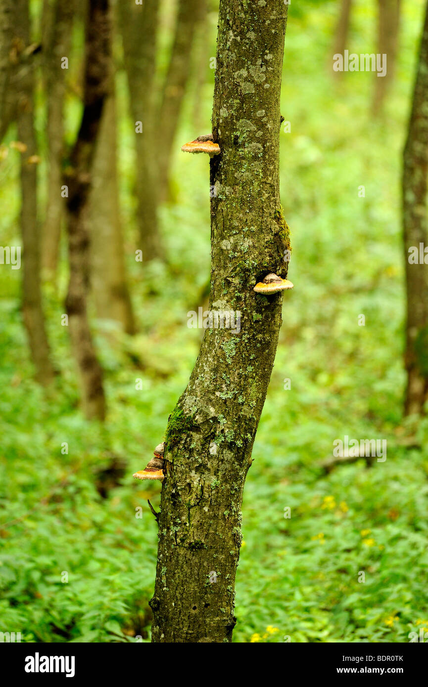 The Bohemian Forest mountain range, Sumava National Park, Böhmerwald ...