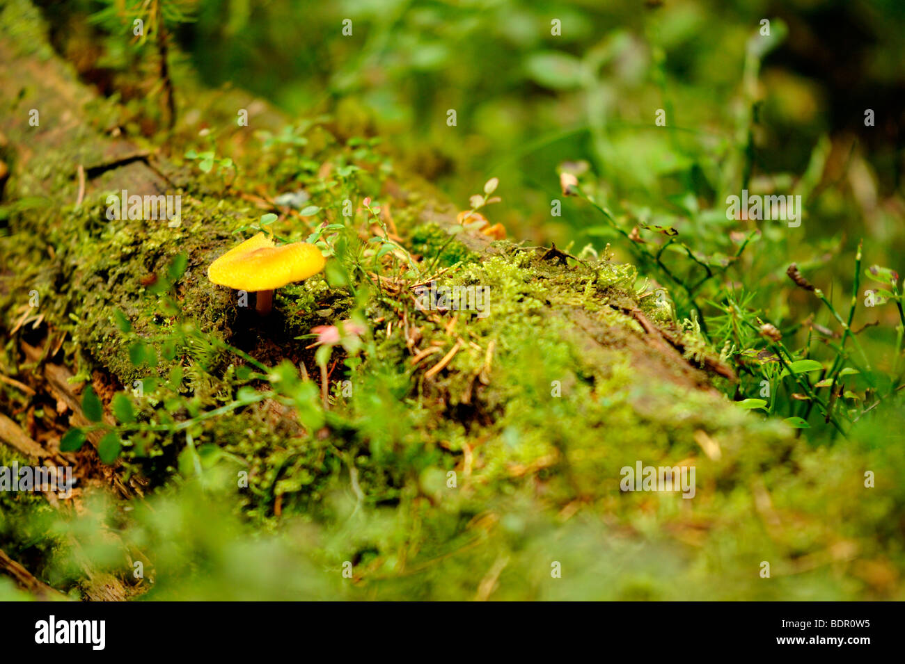 The Bohemian Forest mountain range, Sumava National Park, Böhmerwald ...