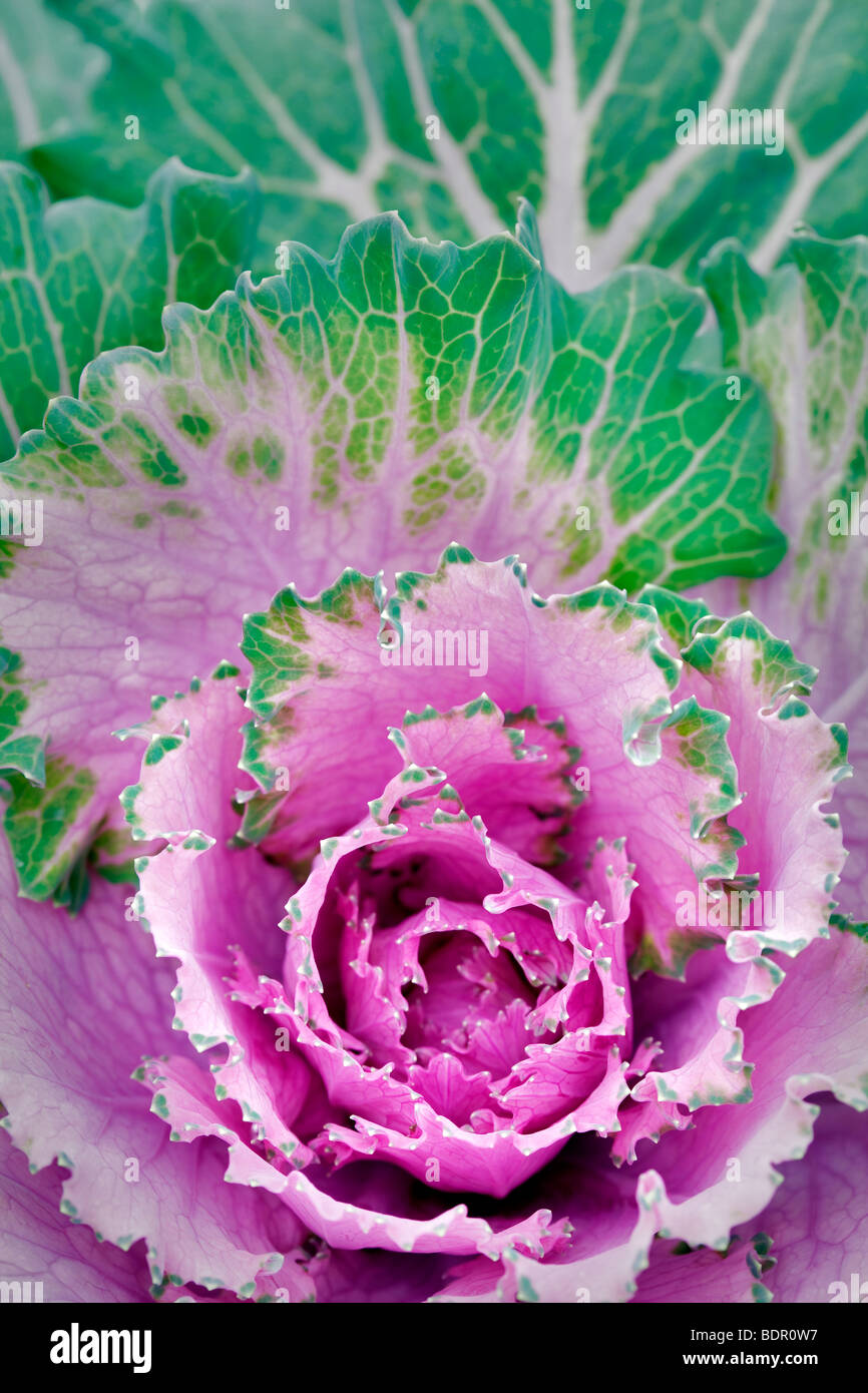 Flowering hi-res stock photography and images - Alamy