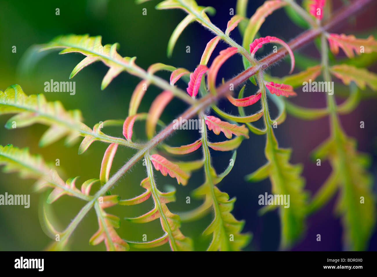 Tiger Eye Sumac in fall colors. Al's Garden Nursery, Oregon Stock Photo ...