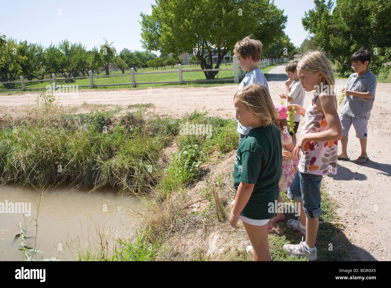 children watching crawfish trap in a ditch Stock Photo - Alamy