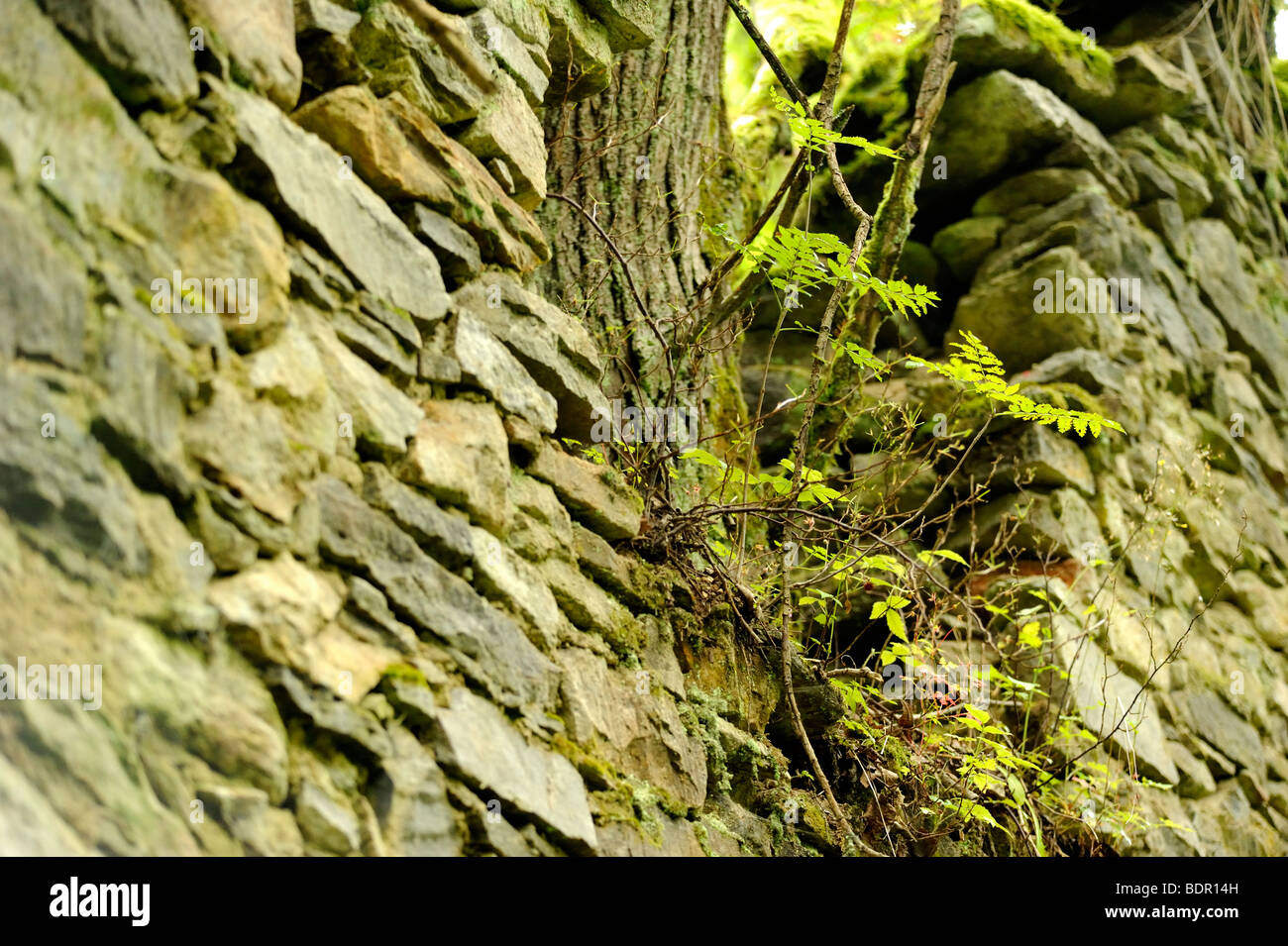 The Bohemian Forest mountain range, Sumava National Park, Böhmerwald ...