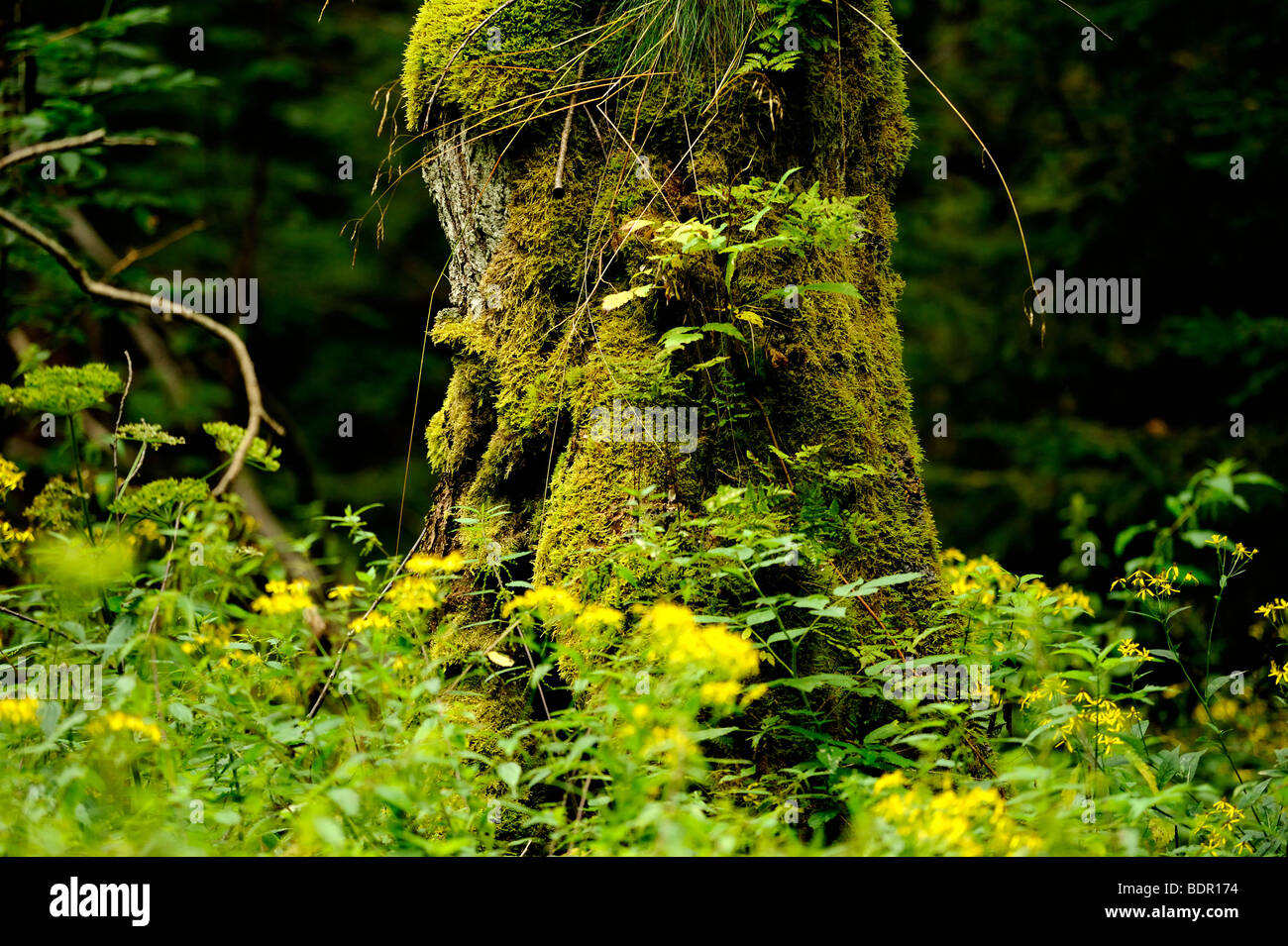 Bohemian ecological preserve hi-res stock photography and images - Alamy