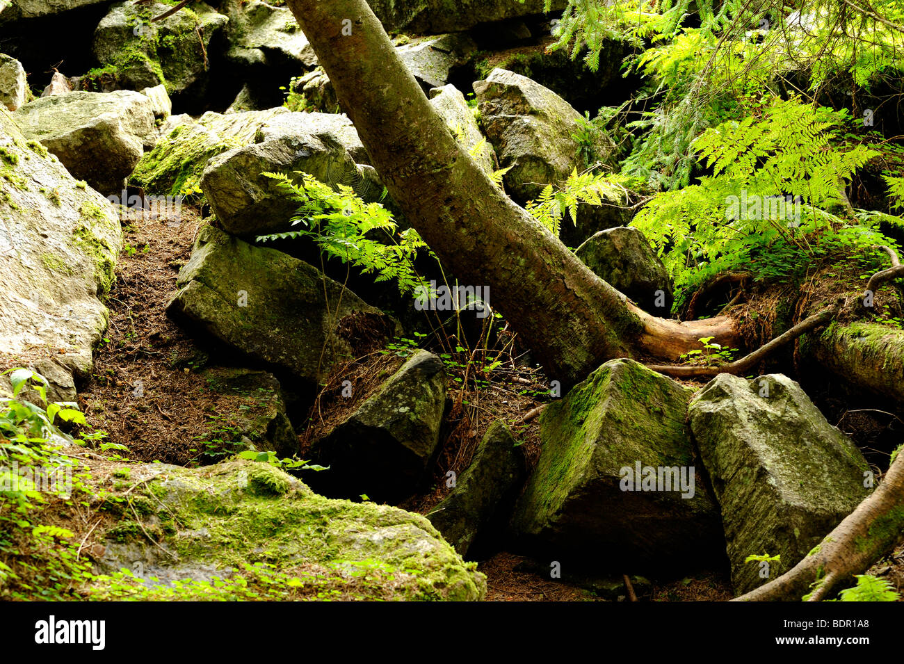 The Bohemian Forest mountain range, Sumava National Park, Böhmerwald ...