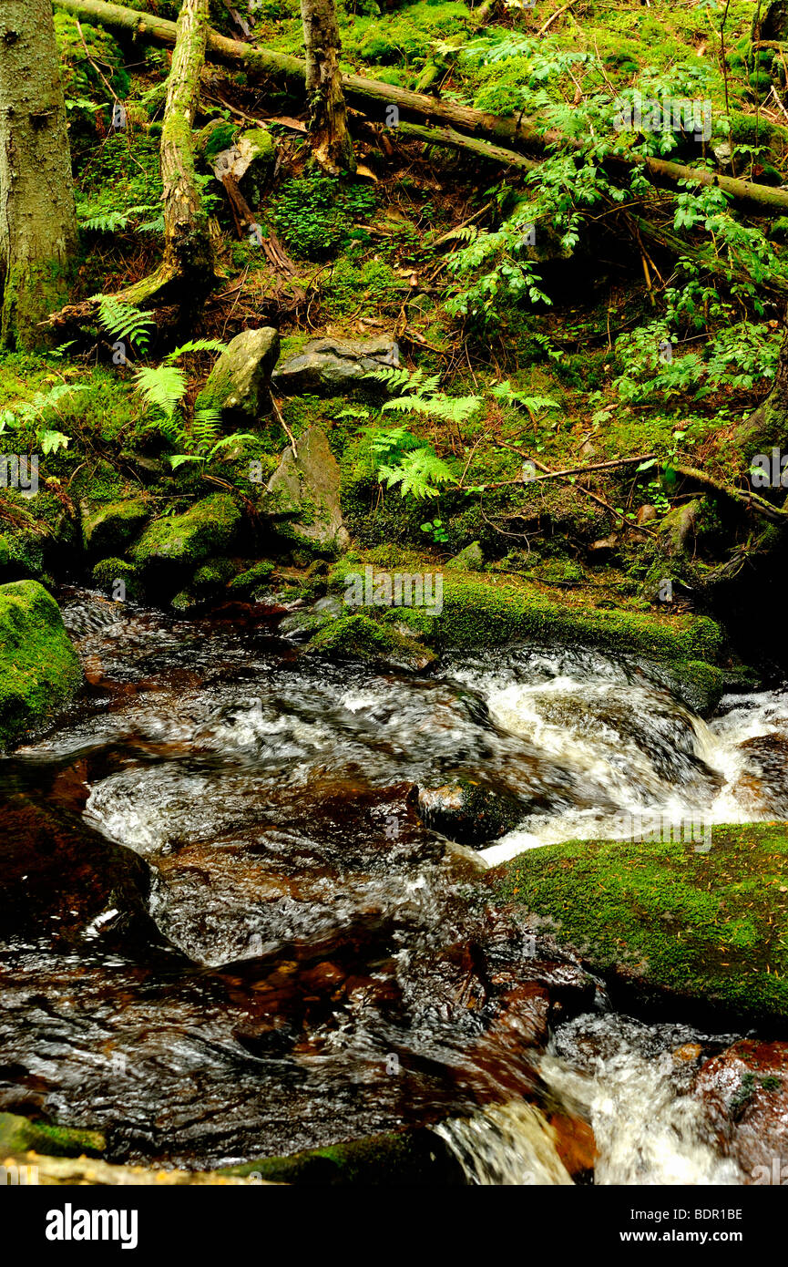 The Bohemian Forest mountain range, Sumava National Park, Böhmerwald ...