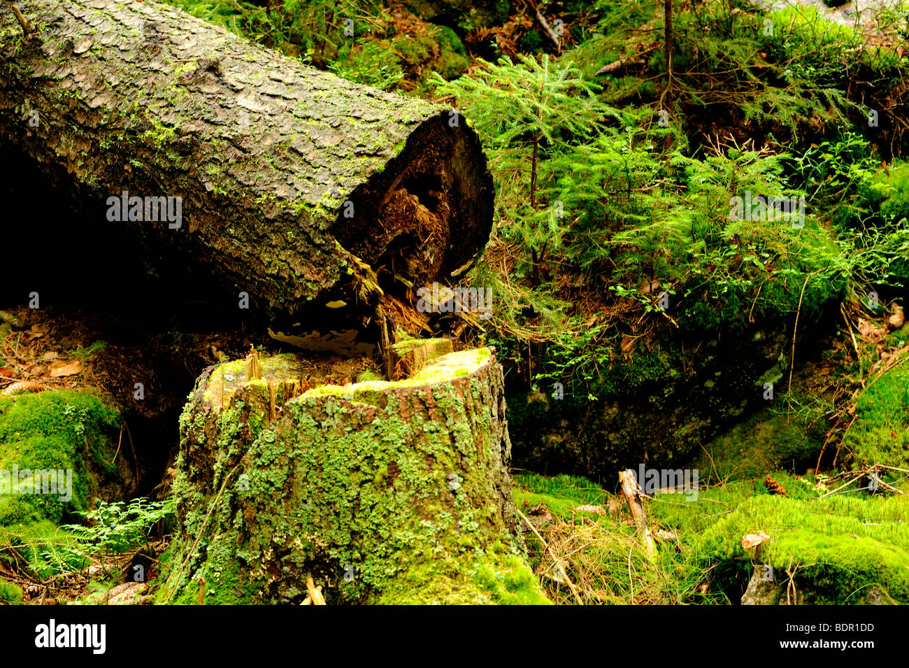 Bohemian Forest Mountain Range Sumava High Resolution Stock Photography ...