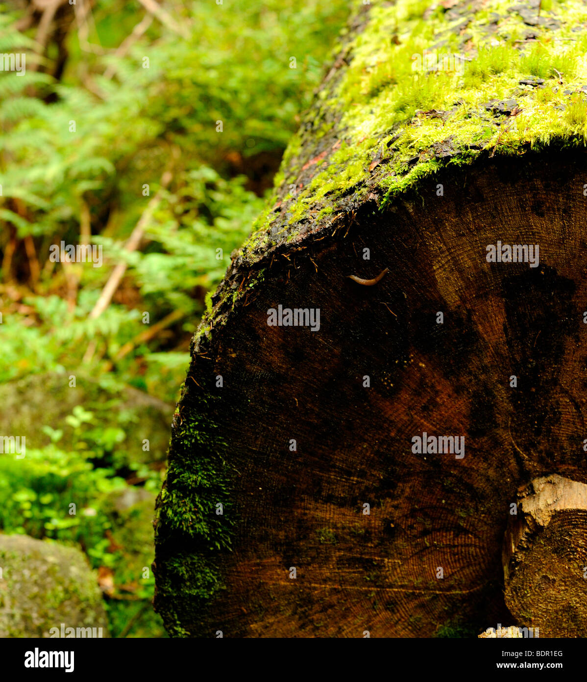 Bohemian Forest Mountain Range Sumava High Resolution Stock Photography ...