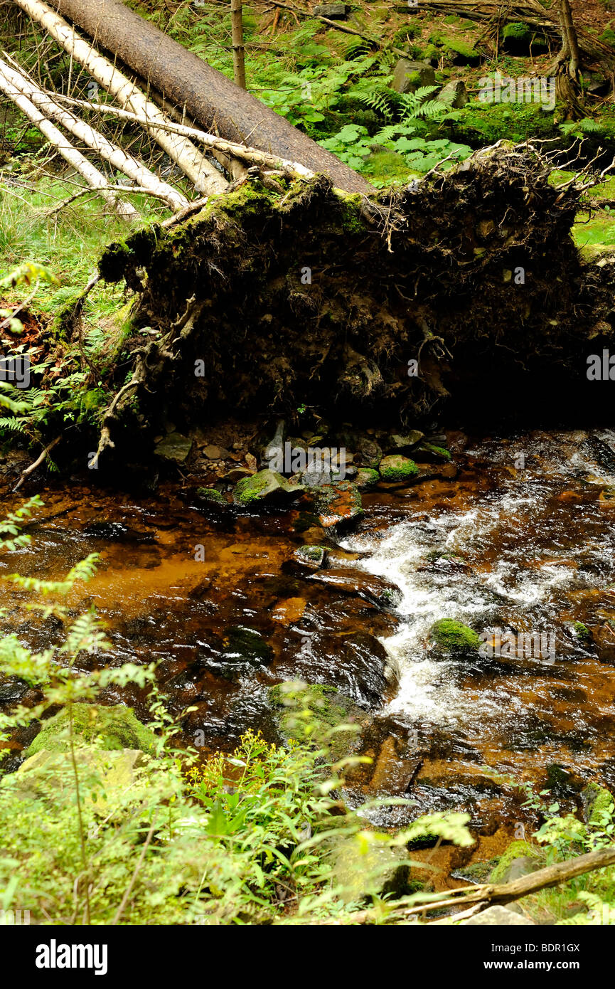 The Bohemian Forest mountain range, Sumava National Park, Böhmerwald ...