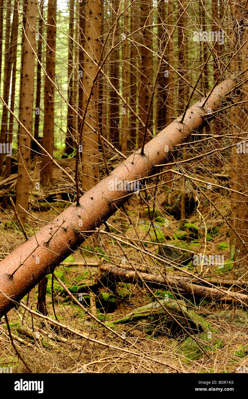 The Bohemian Forest mountain range, Sumava National Park, Böhmerwald ...