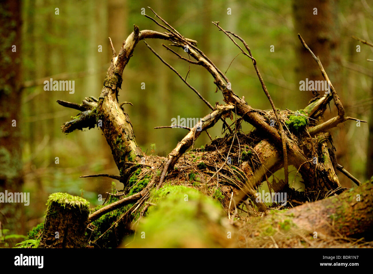 The Bohemian Forest mountain range, Sumava National Park, Böhmerwald ...