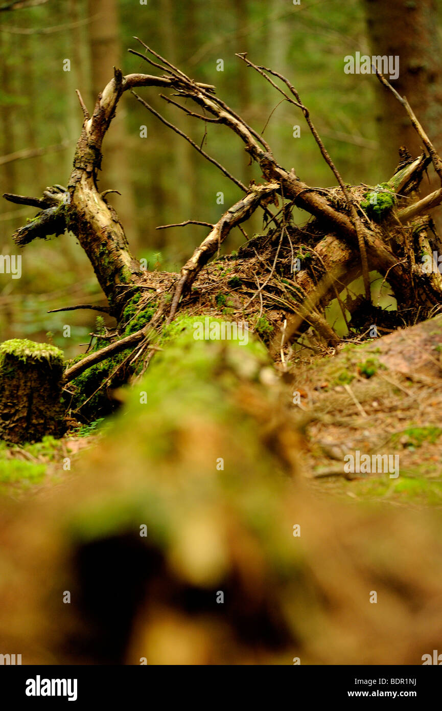 The Bohemian Forest mountain range, Sumava National Park, Böhmerwald ...