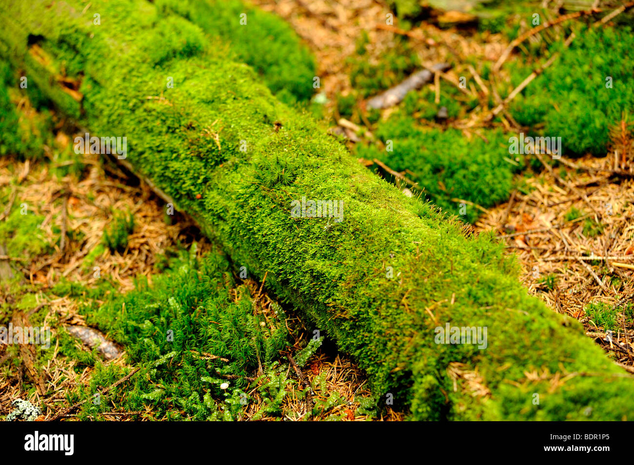 The Bohemian Forest mountain range, Sumava National Park, Böhmerwald ...