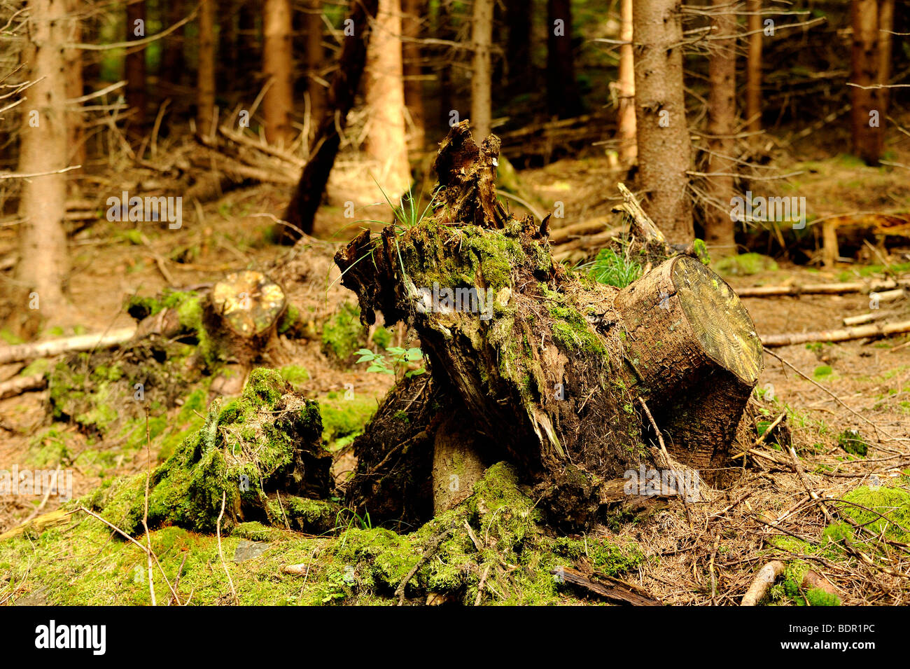 The Bohemian Forest mountain range, Sumava National Park, Böhmerwald ...