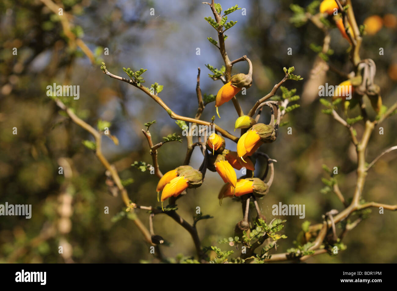 Sophora prostrata (Kowhai) 'Little Baby' Stock Photo - Alamy