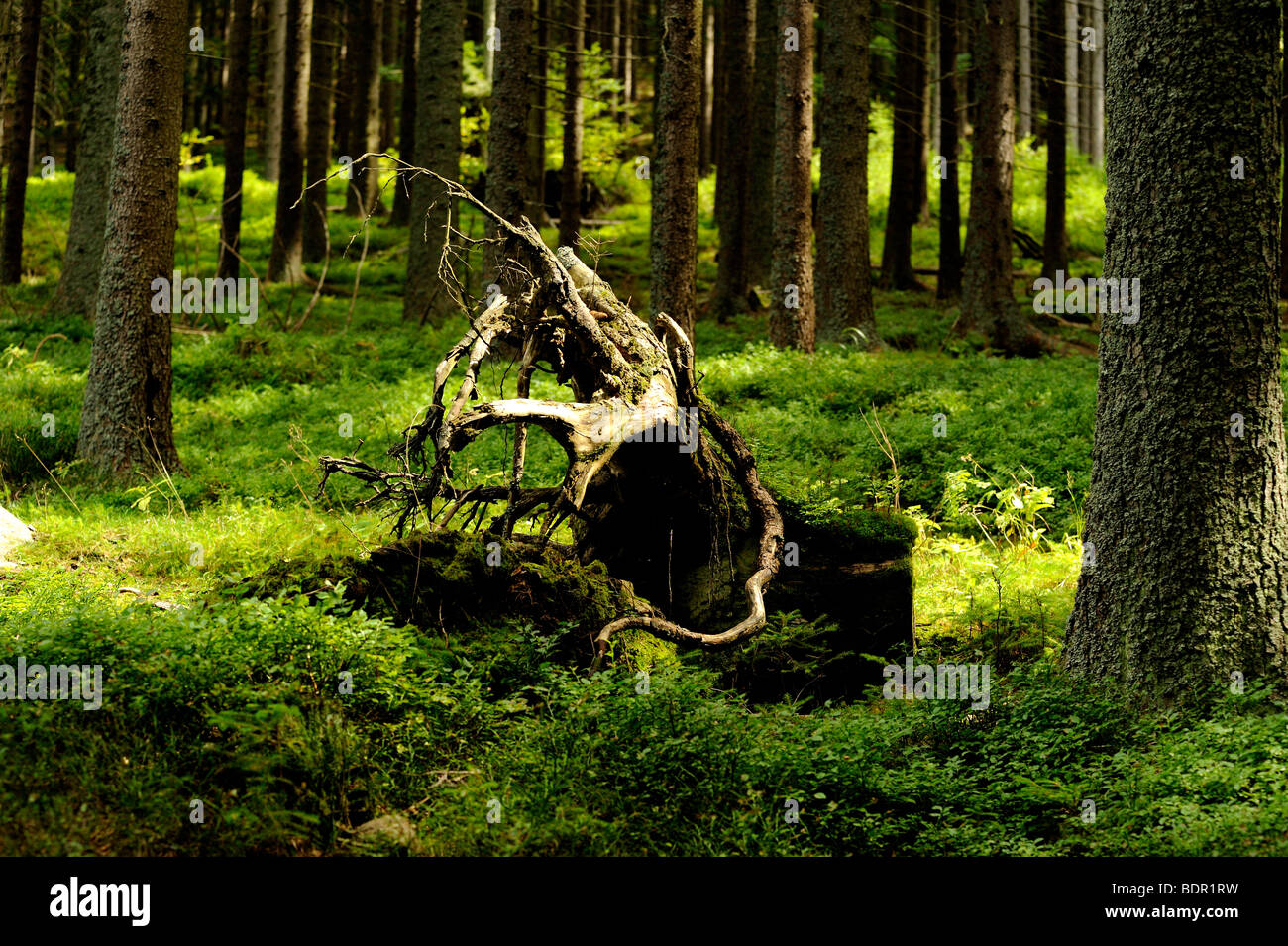 The Bohemian Forest mountain range, Sumava National Park, Böhmerwald ...