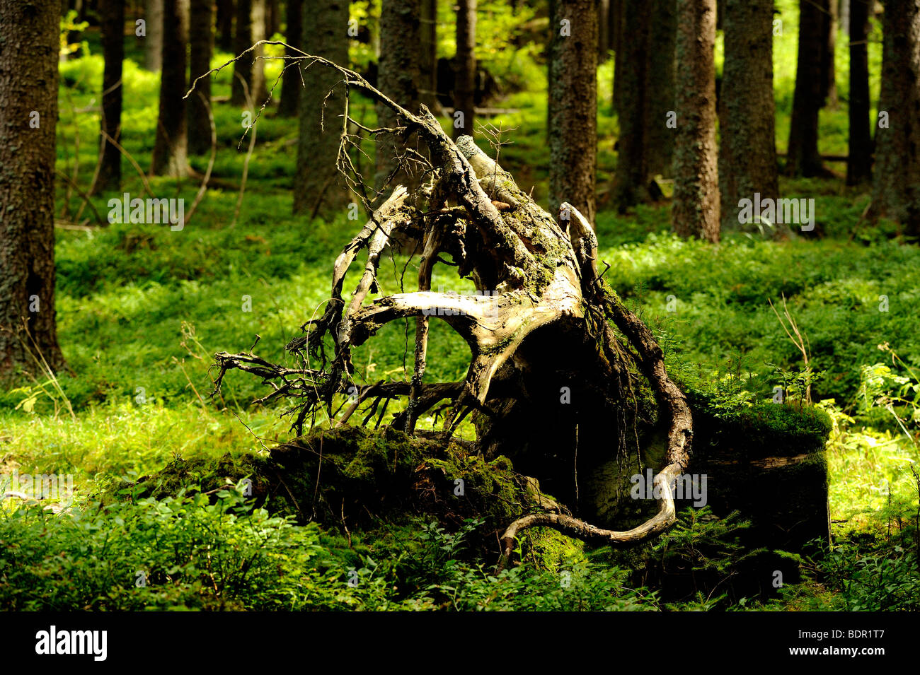 The Bohemian Forest mountain range, Sumava National Park, Böhmerwald ...