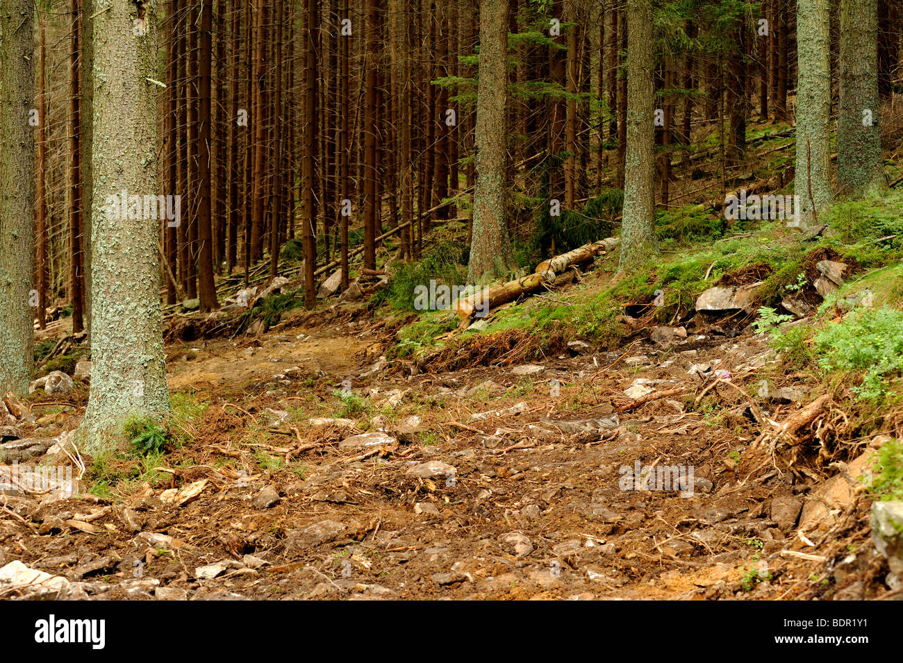 The Bohemian Forest mountain range, Sumava National Park, Böhmerwald ...
