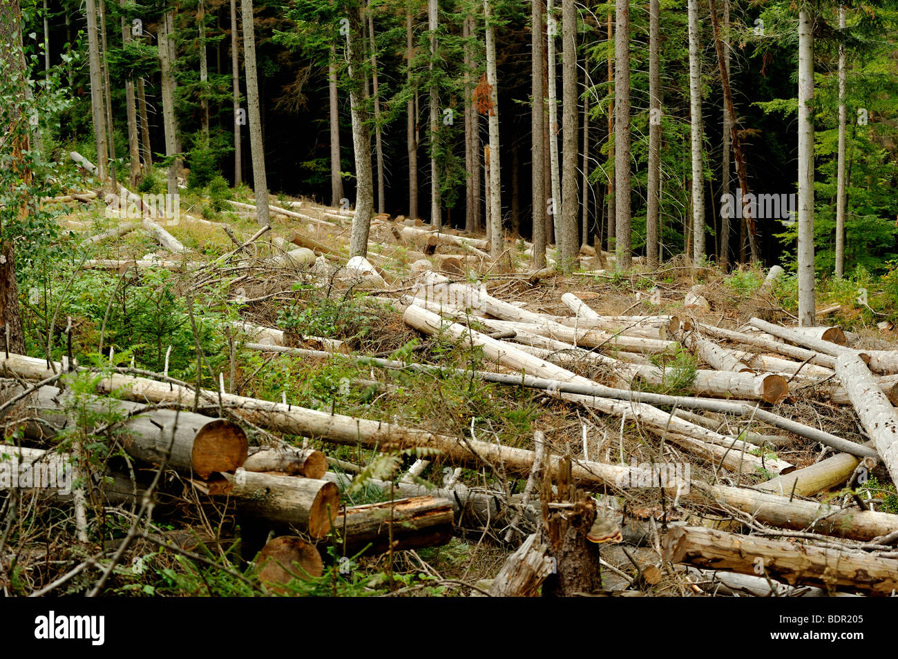 The Bohemian Forest mountain range, Sumava National Park, Böhmerwald ...