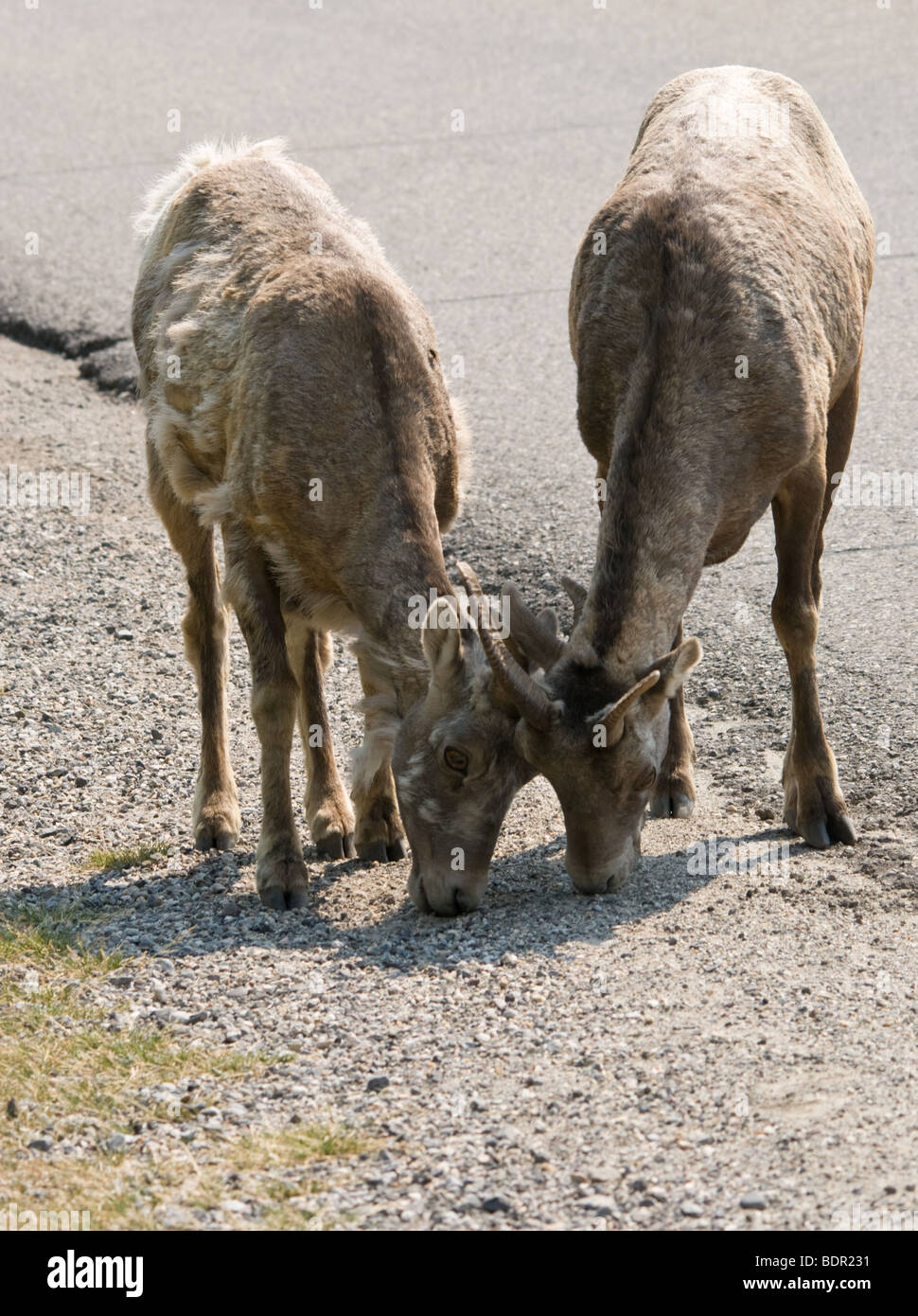 Grit ewes hi-res stock photography and images - Alamy
