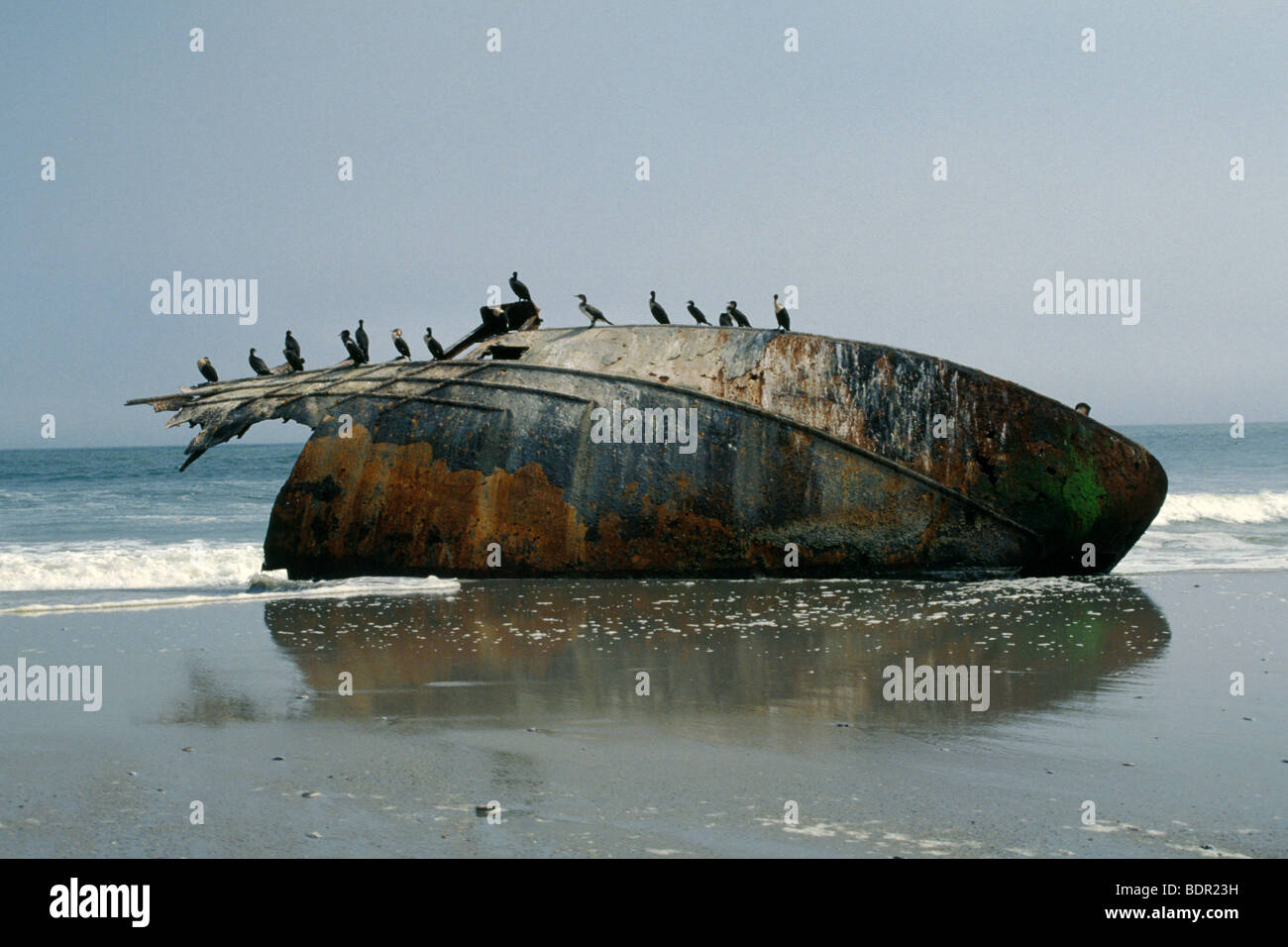 namibia, cape cross Stock Photo - Alamy