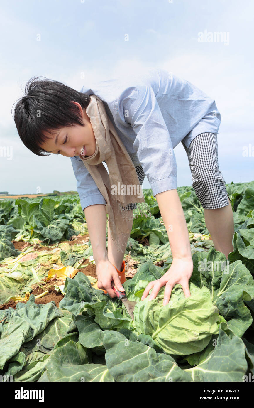 Young woman harvesting cabbage in field Stock Photo - Alamy