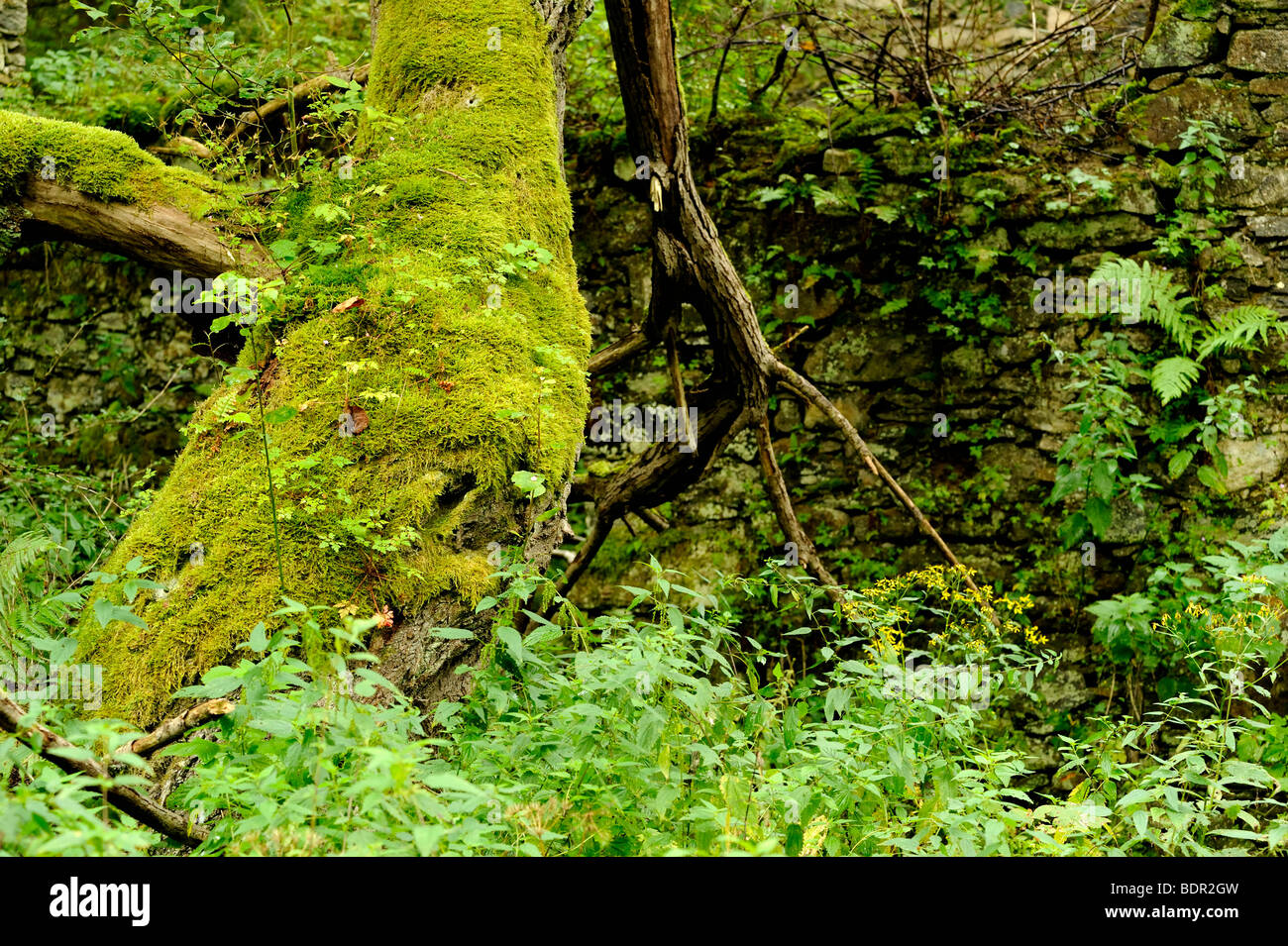 The Bohemian Forest mountain range, Sumava National Park, Böhmerwald ...