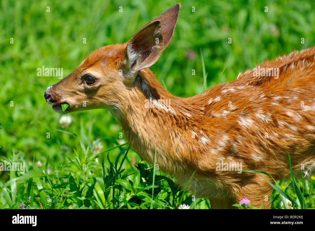 Deer fawn eating hi-res stock photography and images - Alamy
