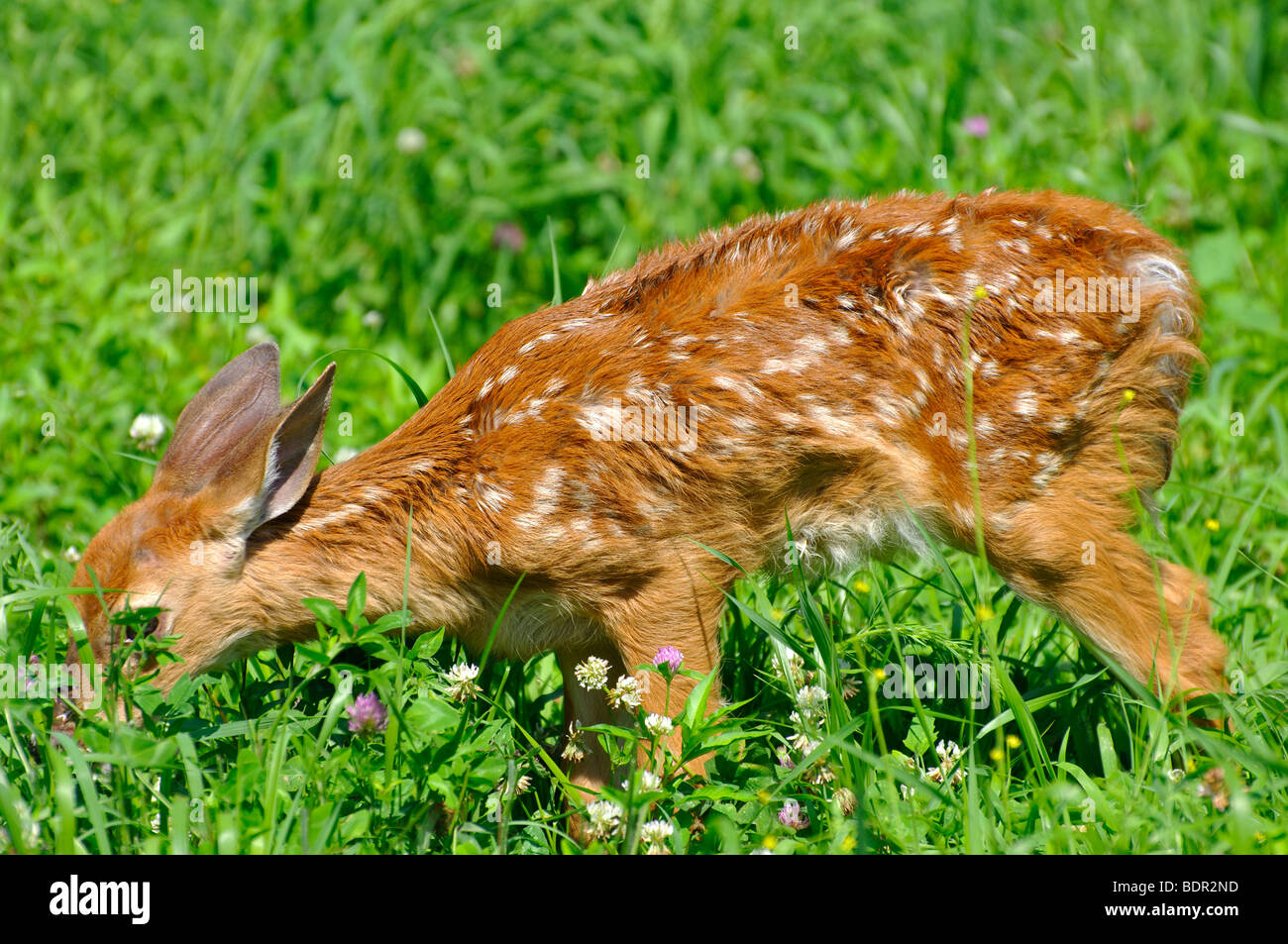 Fawn deer grass hi-res stock photography and images - Alamy