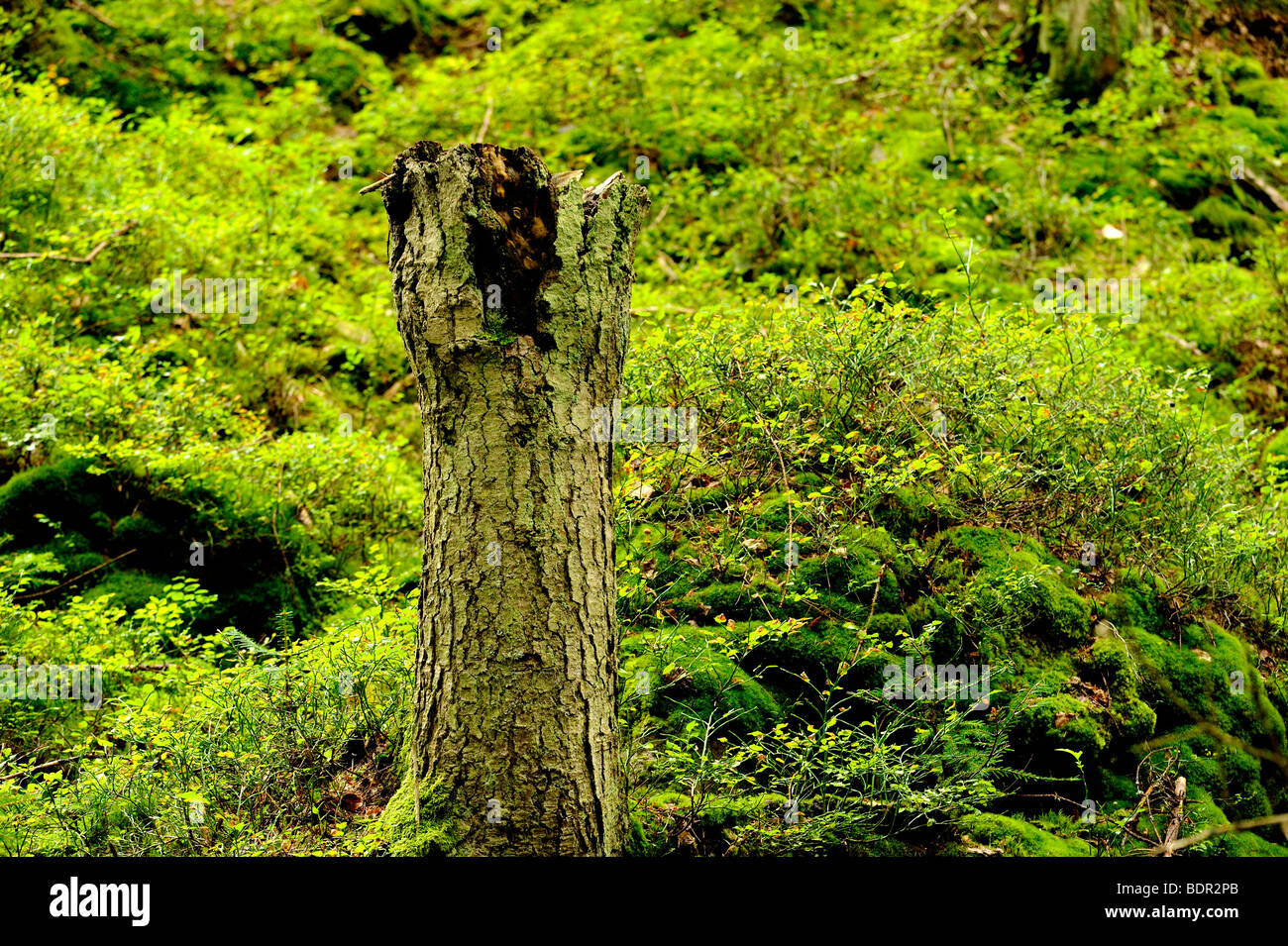 The Bohemian Forest mountain range, Sumava National Park, Böhmerwald ...