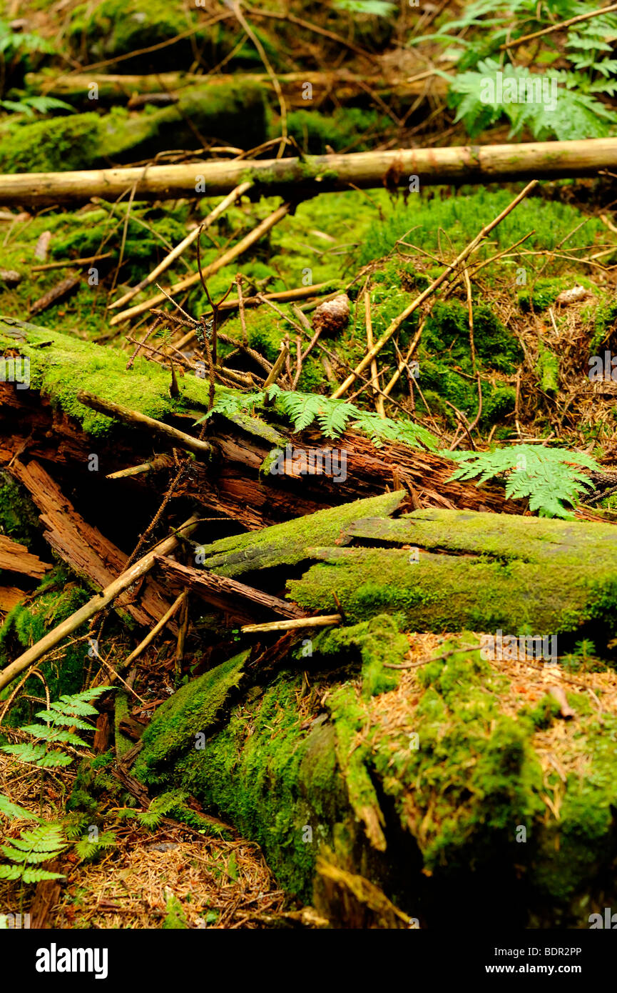 The Bohemian Forest mountain range, Sumava National Park, Böhmerwald ...