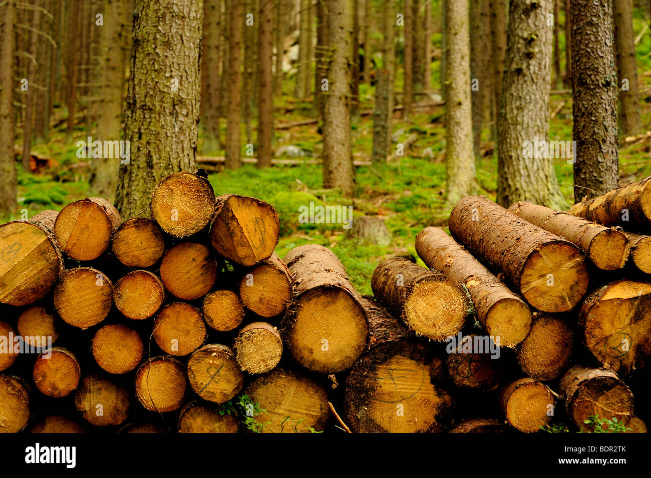 The Bohemian Forest mountain range, Sumava National Park, Böhmerwald ...