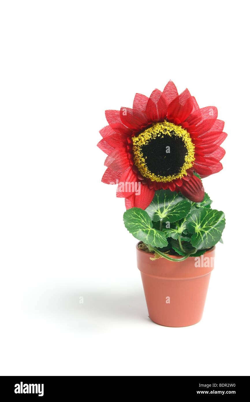 Sunflower Pot Plant Stock Photo - Alamy