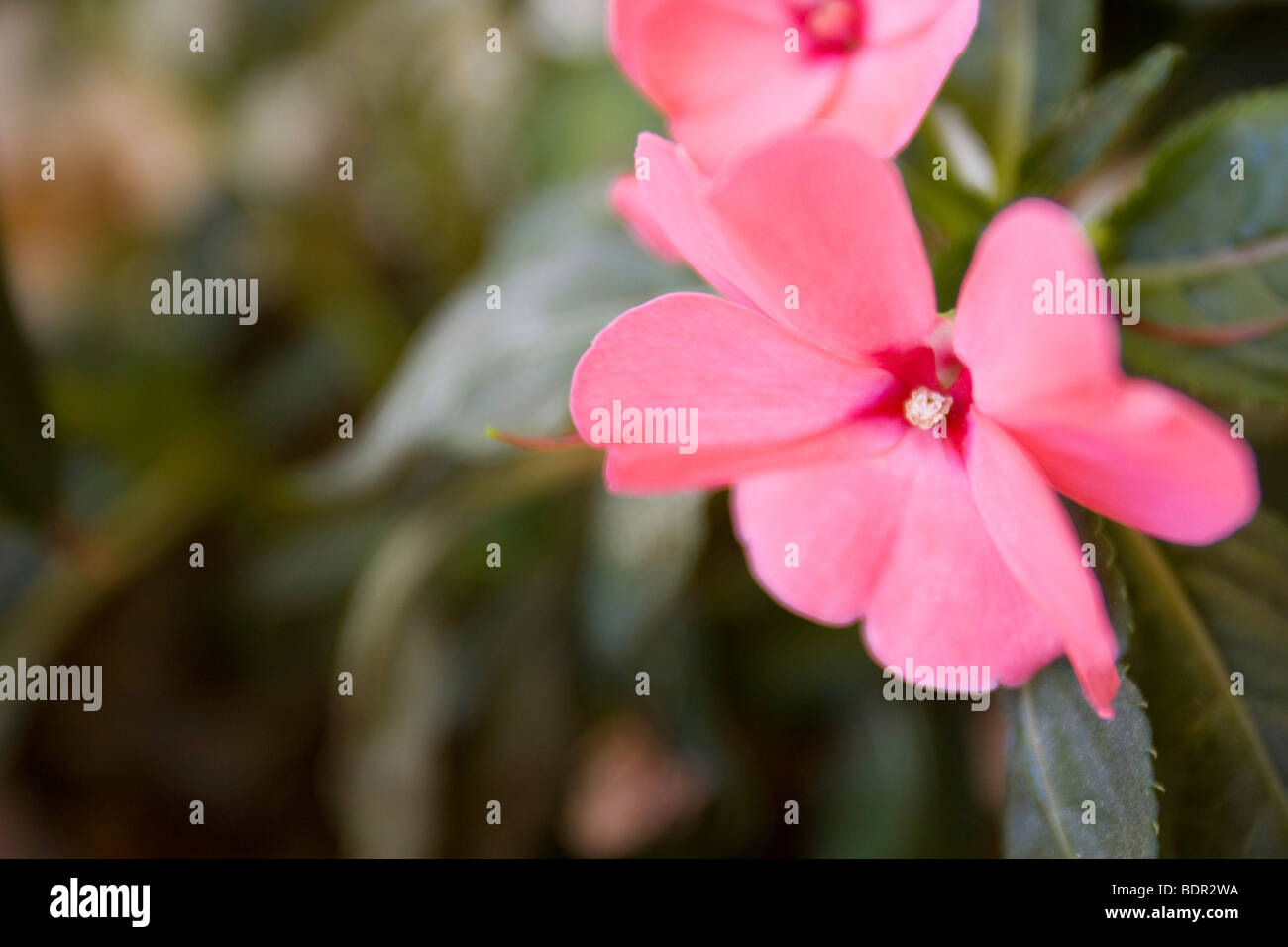 Ping flower hi-res stock photography and images - Alamy