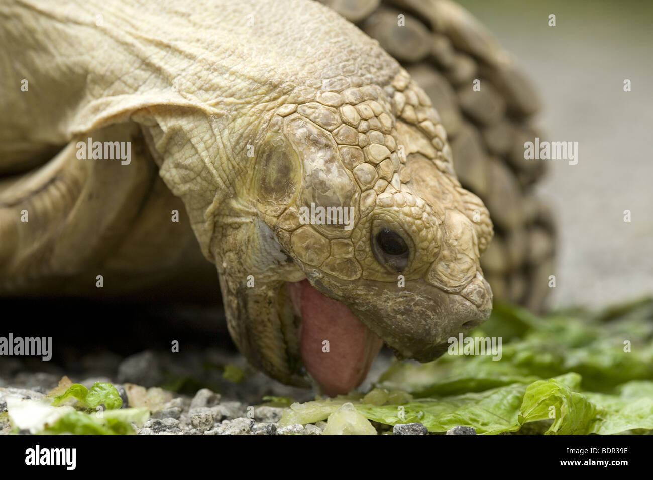 Baby Desert Tortoise Eating