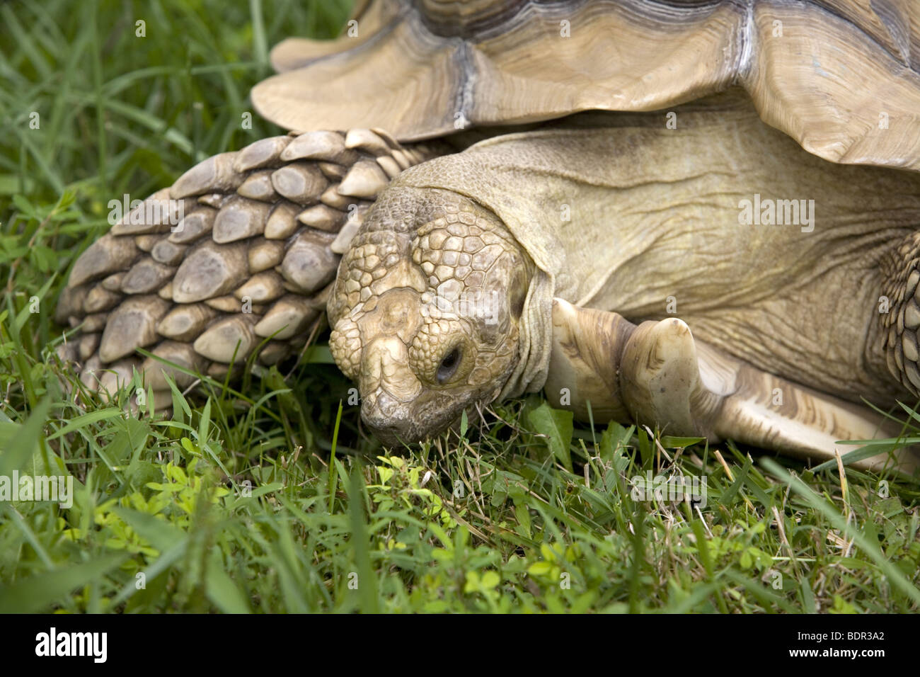 African spurred desert tortoise in grass Stock Photo - Alamy