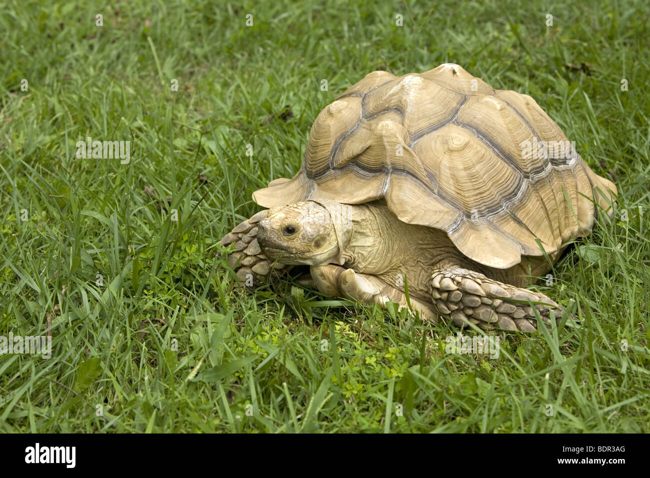 African spurred desert tortoise Stock Photo - Alamy
