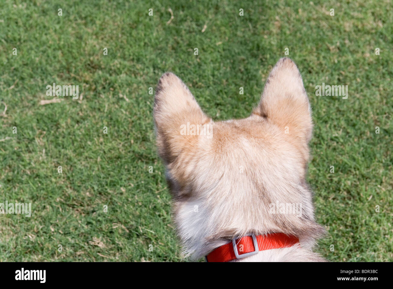 A Alaskan Husky on alert with a red color Stock Photo - Alamy